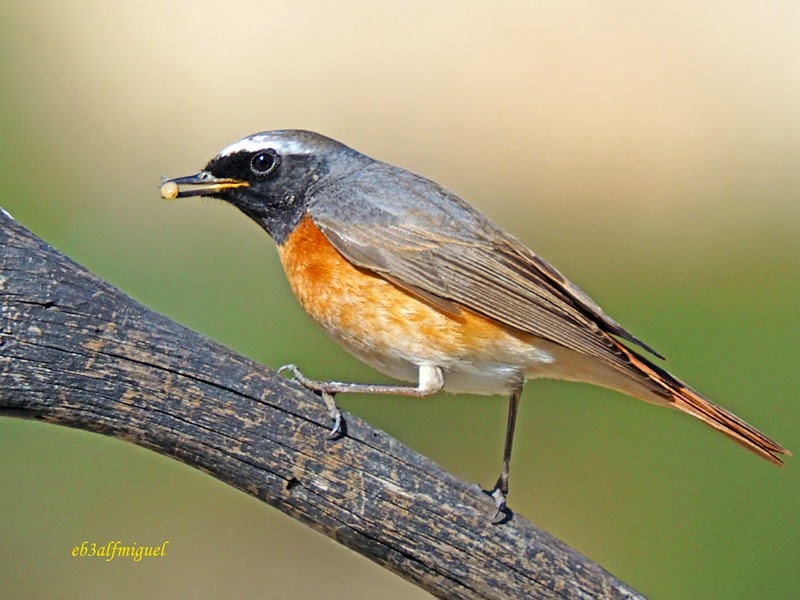 Miguel fotografia: Colirrojo real (Phoenicurus phoenicurus