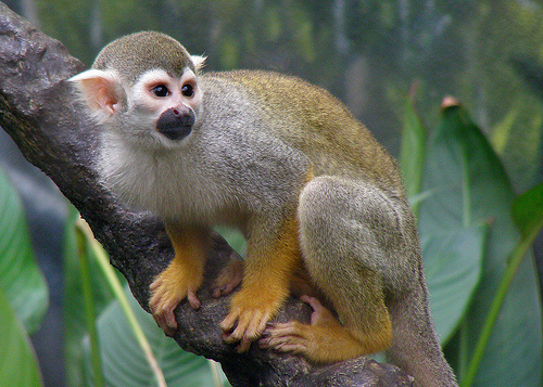 Squirrel Monkey - True Wildlife Creatures