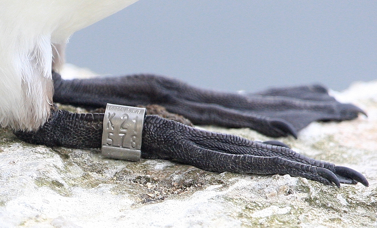 Zac Hinchcliffe's Birding Blog: Puffin Island: Ringing - 2nd June 2012