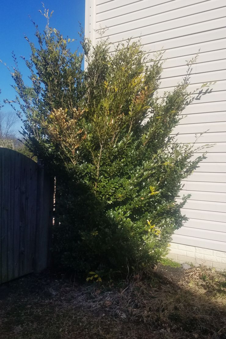 Future Plants by Randy Stewart: Isu Tree