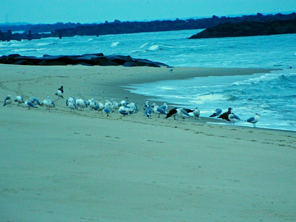 Seas 'n Trees: Snow on the Beach, Spring Lake, NJ, 1.6.13