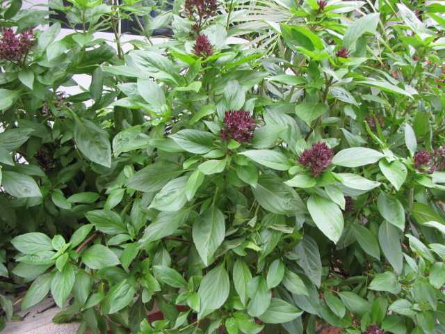 Sparks Mexico: Albahaca