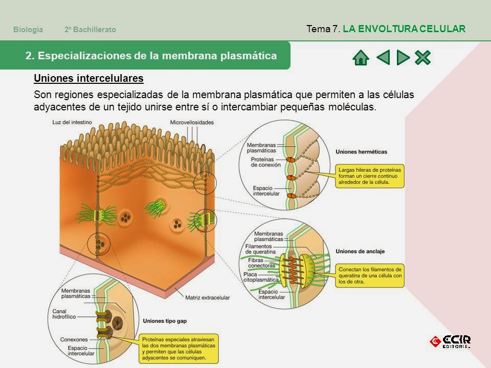 UNIONES INTERCELULARES | SEGUNDO