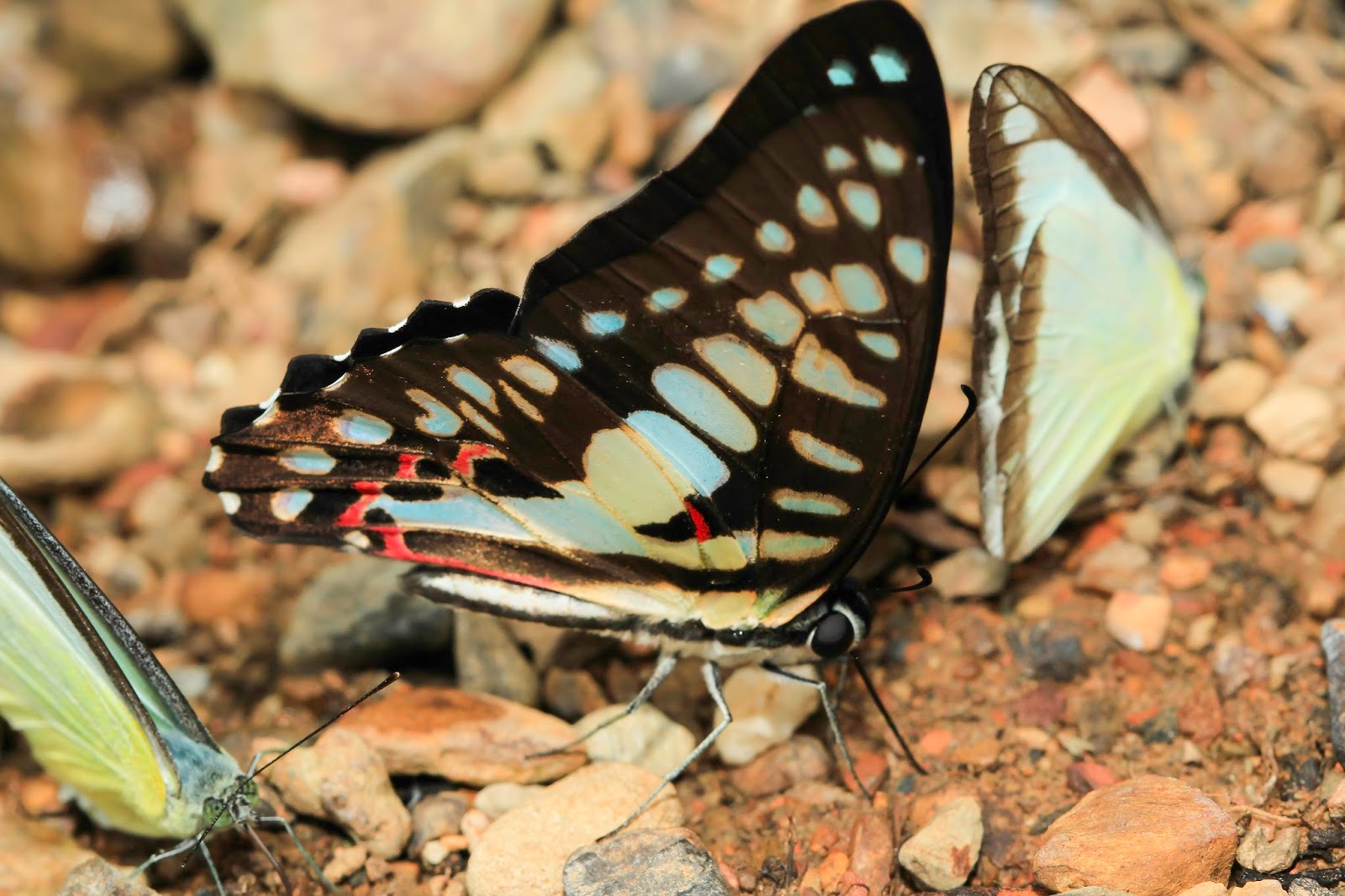 Butterflies of Vietnam: 77. Graphium doson axion (The Common Jay)