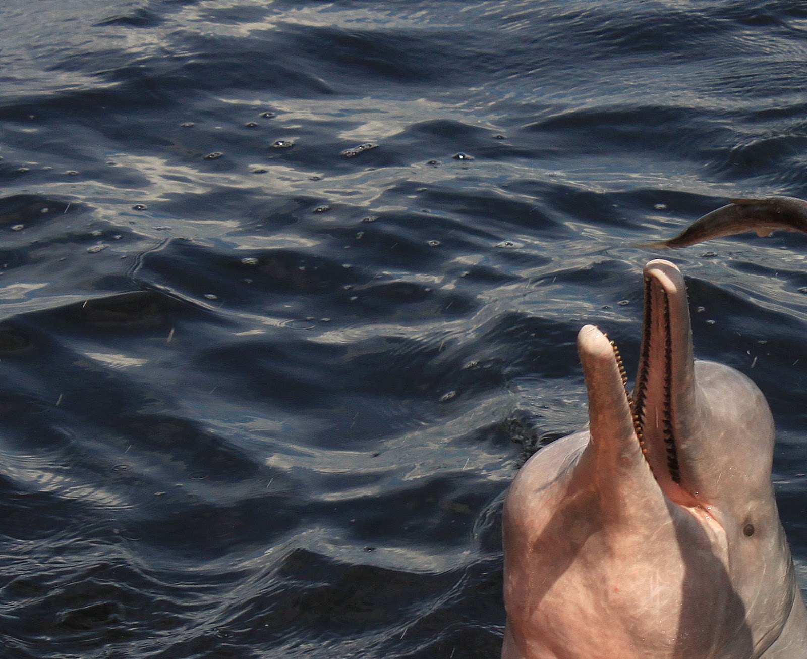 The Ginger Naturalist : River Dolphins