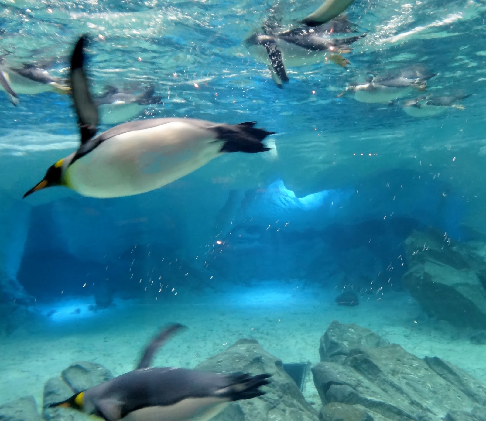 Stu @ the Zoo: In Focus - Penguins