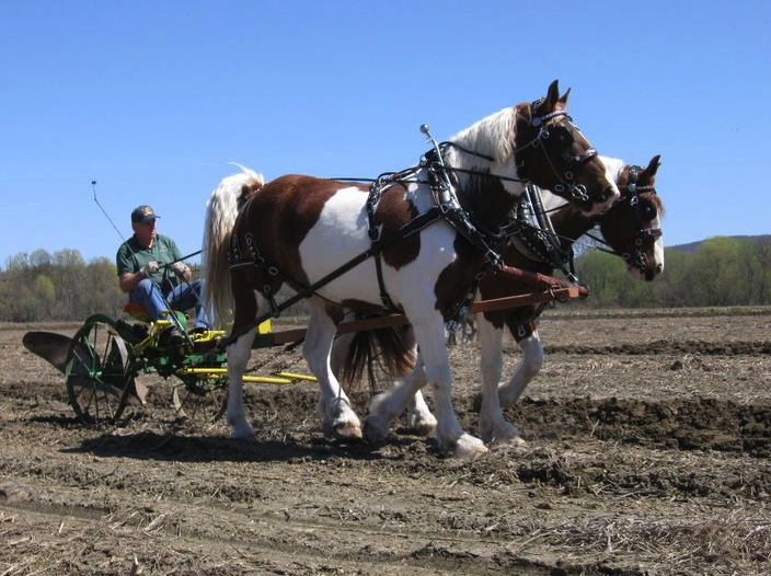 coldantlerfarm: draft power parade