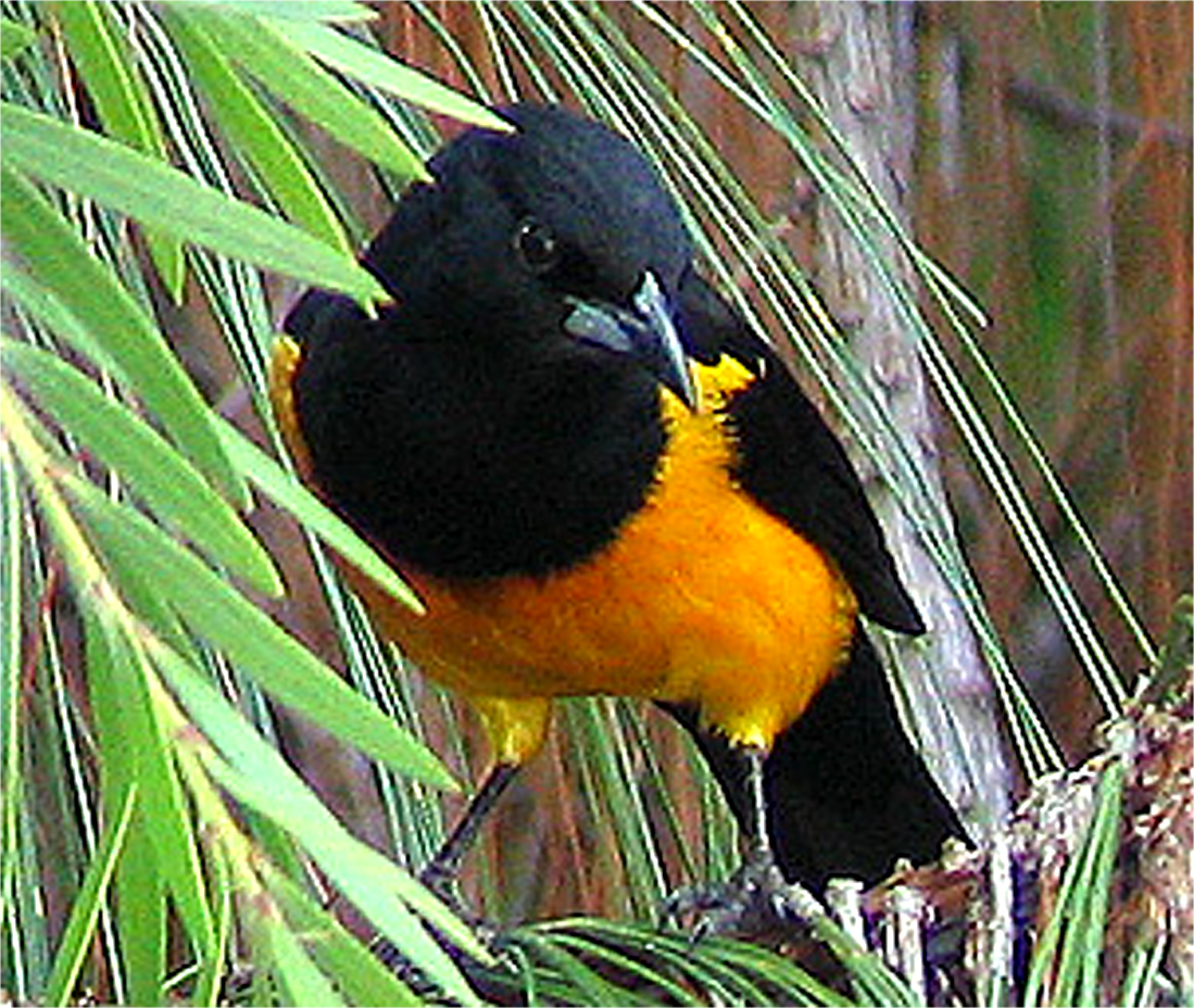 Bellas Aves de El Salvador: Icterus wagleri (chiltota de cabeza negra ...