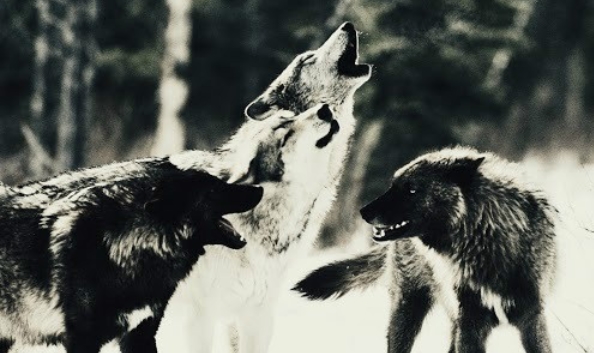 White Wolf : Why Wolves Are Forever Wild and Dogs Can Be Tamed
