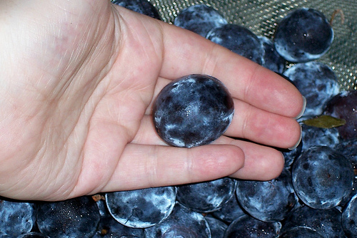 Southern Green Living: Two New Plum Trees