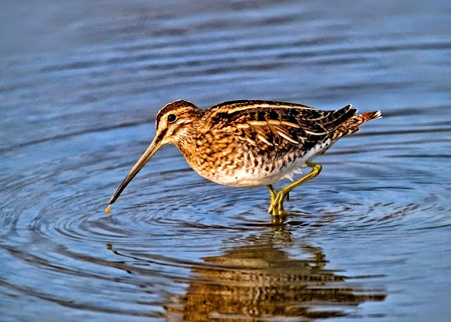 SNIPE BIRD photos - wallpapers | the fun bank