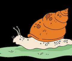 Alat Gerak Pada Kelinci dan Siput | Mikirbae.com