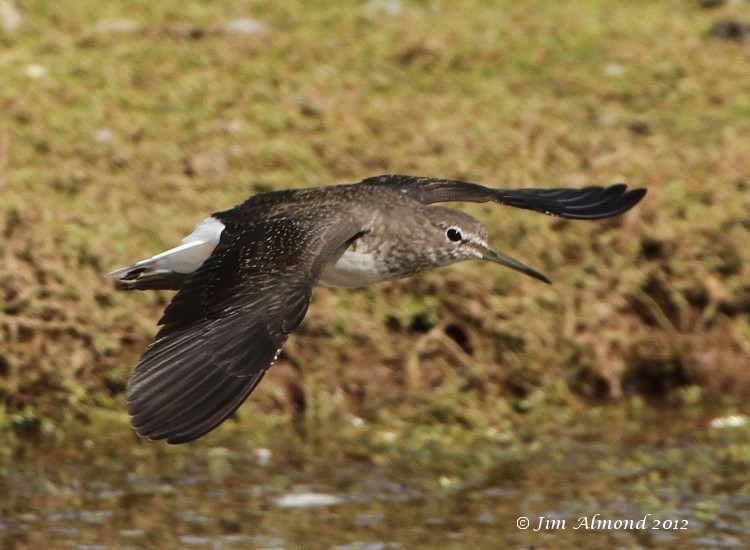Shropshire Birder: Venus Pool - Green Sandpiper
