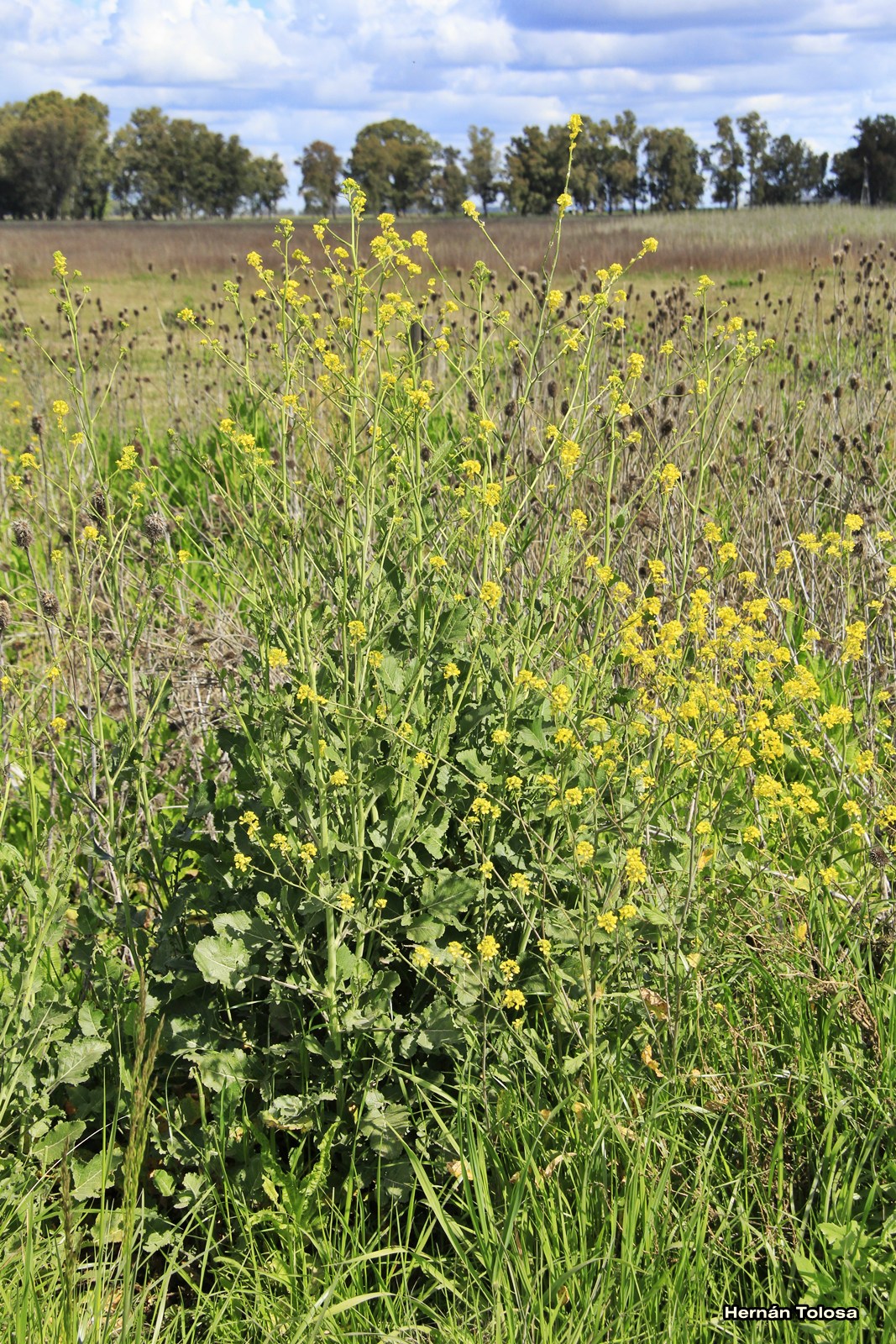 Flora Bonaerense: Mostacilla (Rapistrum rugosum)