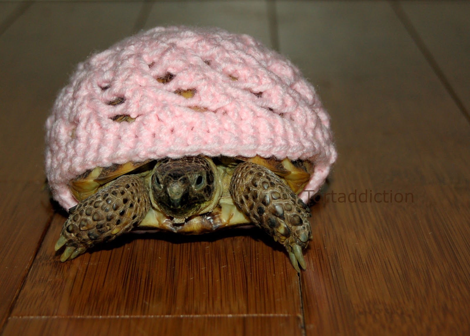 Tortaddiction: Mossy Tortoise Etsy shop is now open!