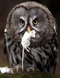 Biofácillogia: Relações ecológicas para quinta série