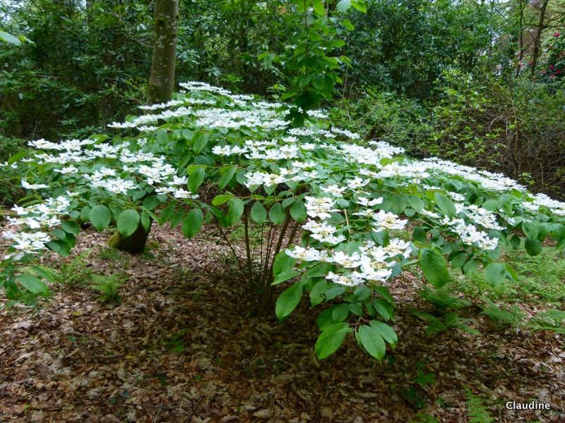 Le retour chez Canelle: Hydrangea paniculata "Papillon