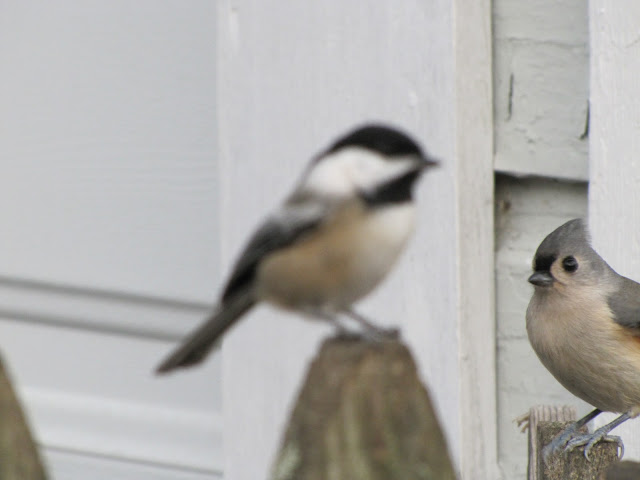 bird life: The most disturbing shot of a Tufted Titmouse you have ever seen