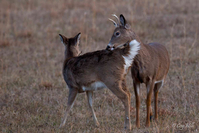 Country Captures: Whitetail Breeding Continues