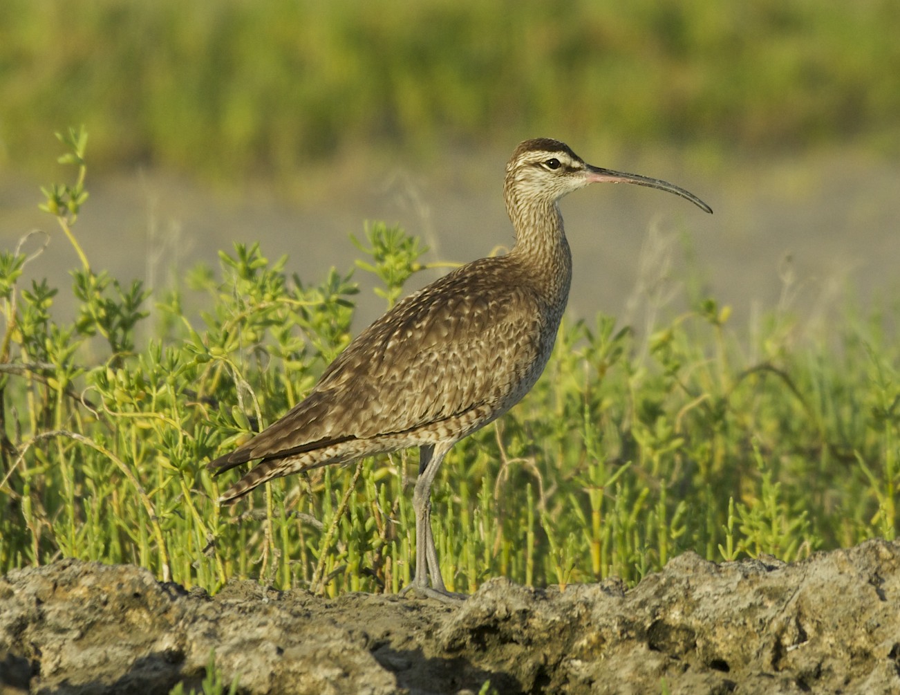 Butler's Birds: Salt Spray and Sea Breeze: Beach Birding on Break