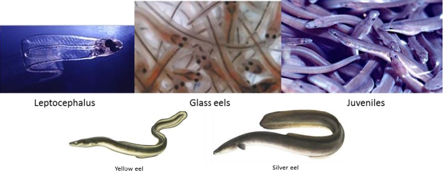 Pusat Budidaya Sidat Jawa Tengah: April 2013