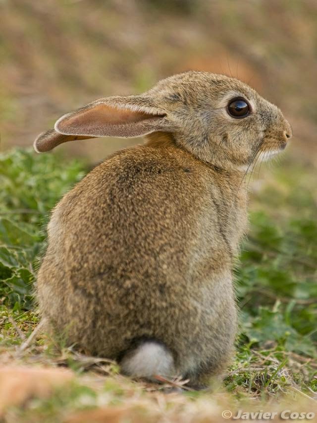 EL MUNDO DE LOS CONEJOS