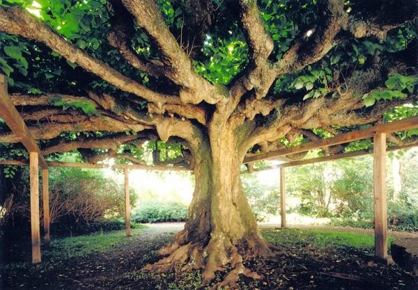 Reforestation and the Medicinal Uses of Trees -Liliana Usvat Research ...