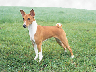 Such Good Dogs: Breed of the Month--Basenji