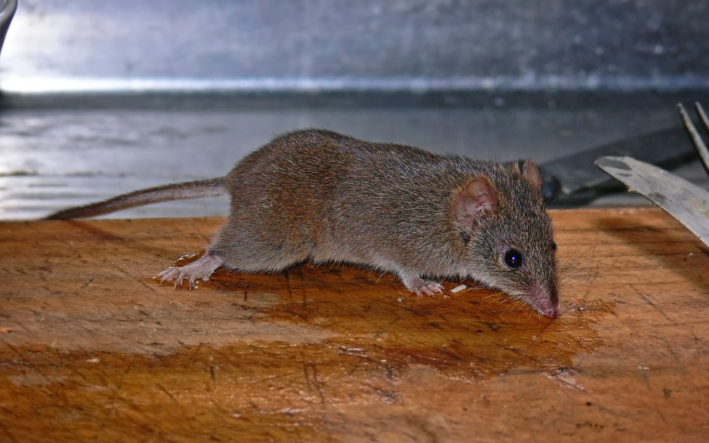 Antechinus Brown Animals | Information & Latest Pictures | The Wildlife