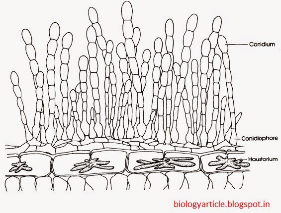 BIOLOGY WRITE-UP - BIOLOGY ARTICLES: HAUSTORIUM (haustoria): structure ...