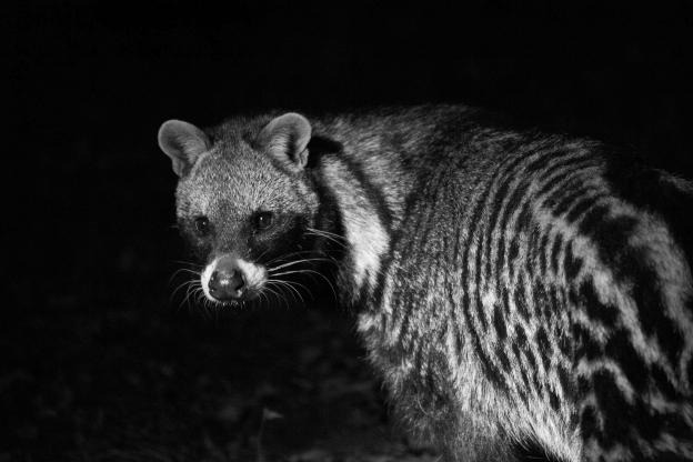 African Civet | The Life of Animals