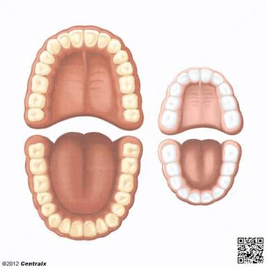 Morfología de la dentición temporal y diferencias con la denticion ...