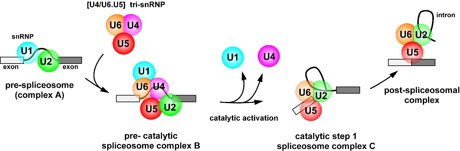 Desafiando a Nomenklatura Científica: Arquitetura molecular do sub ...