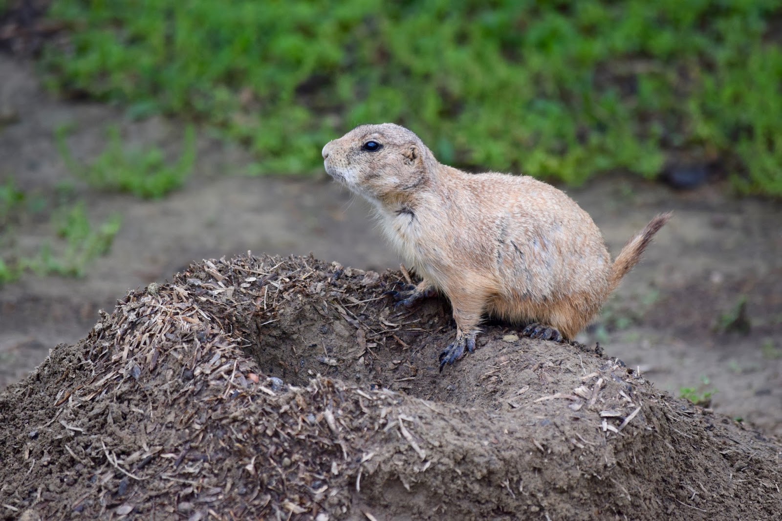Along Slap Out Gully: I want to be the mayor of Prairie Dog Town