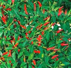 Cara Menanam Cabe Dalam Pot atau polybag | Peluang Bisnis Rumahan Modal ...