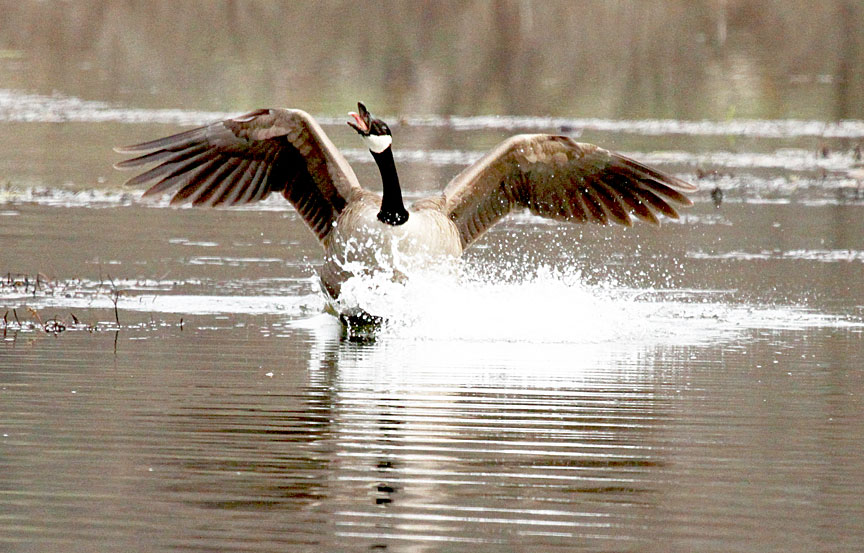 B.I.R.D.: Getting Goosed!