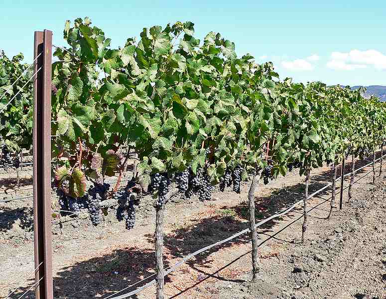 Lets Plant Grapes In The Philippines (Palawan Adventure): February 2015