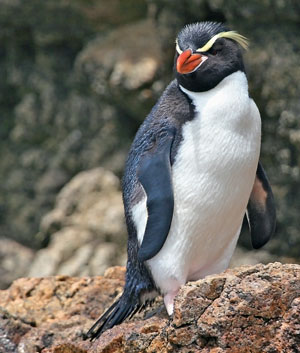 Crested Penguin | Info-Facts and Photos | The Wildlife