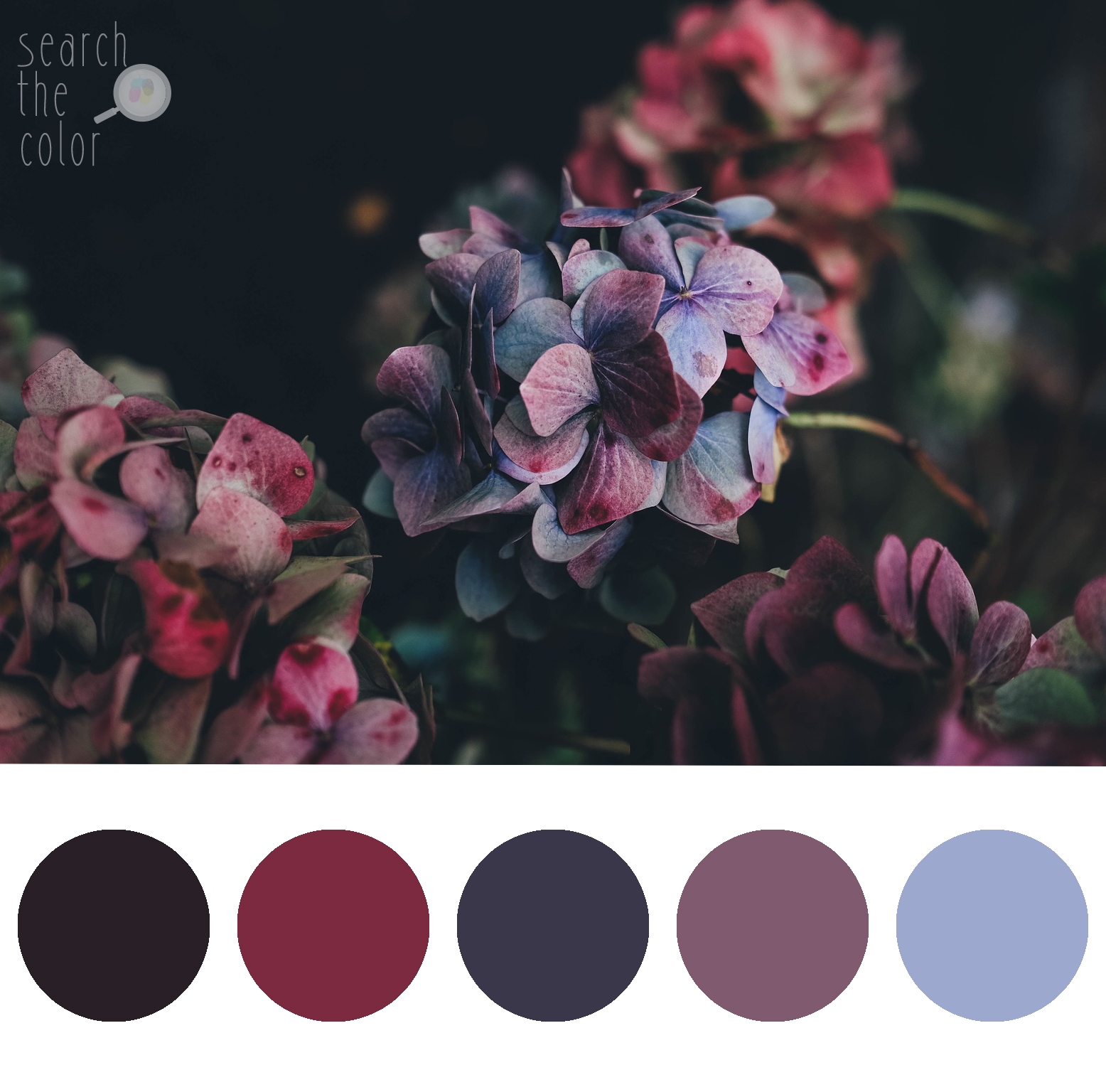 Suave - Search the Color