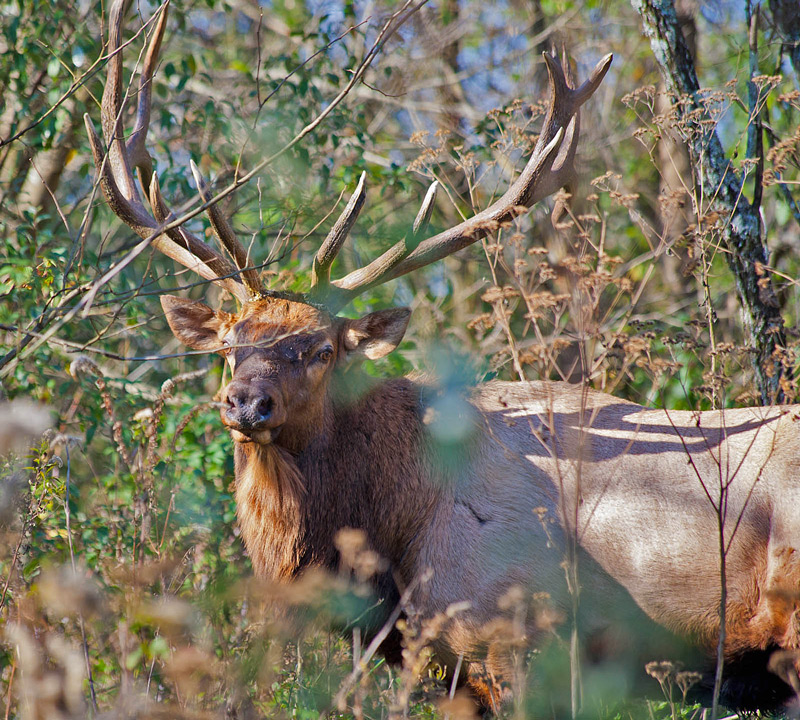 Learning Tennessee: Hatfield Knob Elk Viewing Area