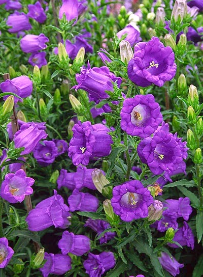 Canterbury bells ~ Stunning nature