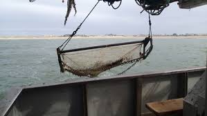 French Vocabulary Illustrated: chalut