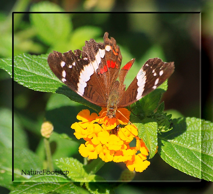 NatureFootsteps Fjärilar / Butterflies: Costa Rican butterflies