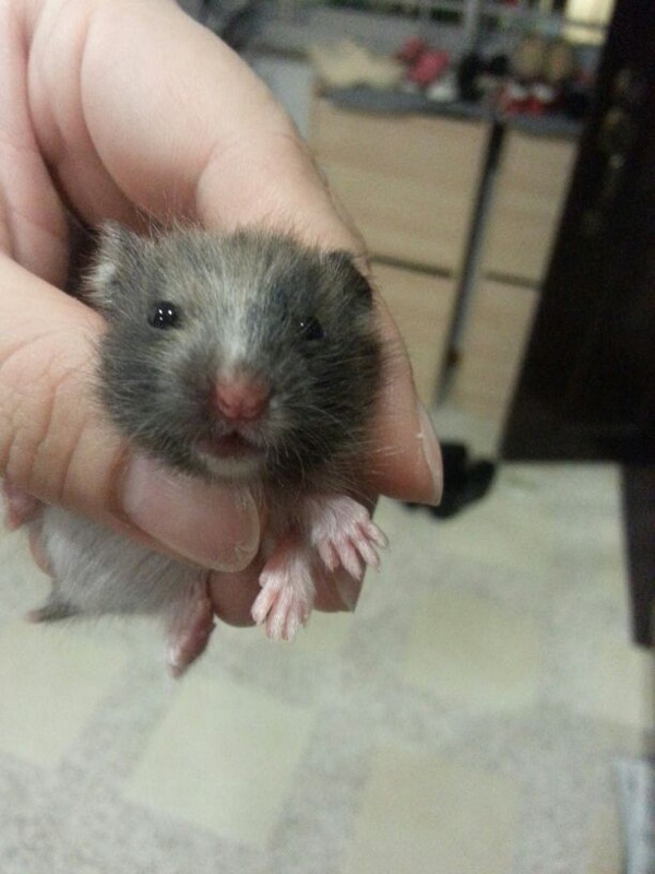 Natural PawPals: Cherimoya the Calico (aka Tortoiseshell Banded) Syrian ...