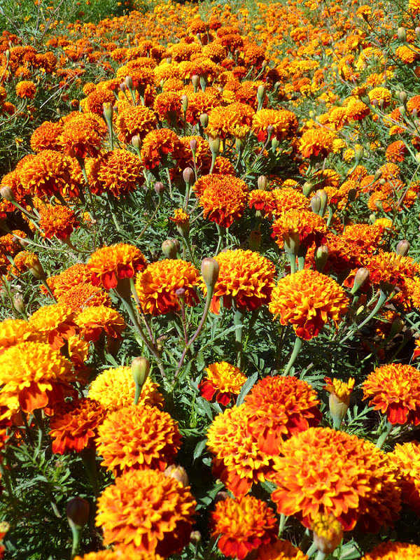 Oaxaca-The Year After: Sea of Flowers