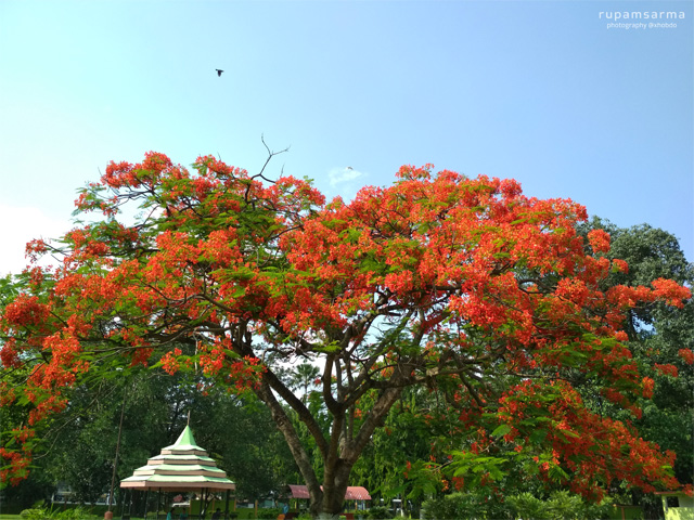 rupam sarma { xhobdo }: Blooms ...