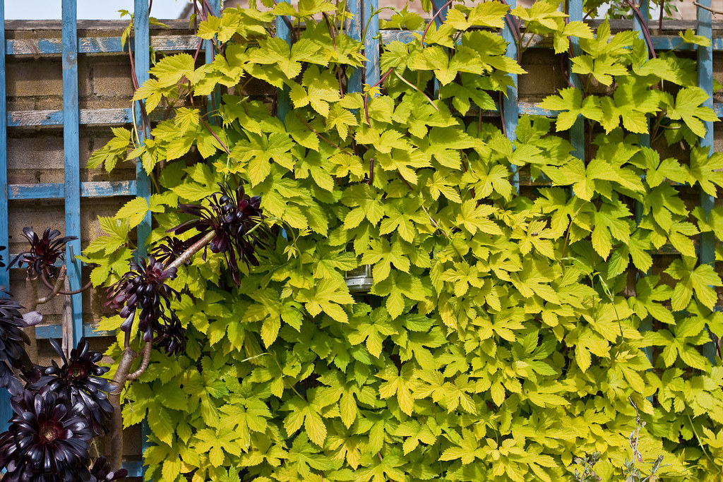 Humulus lupulus Aureus grow and care | Travaldo's blog