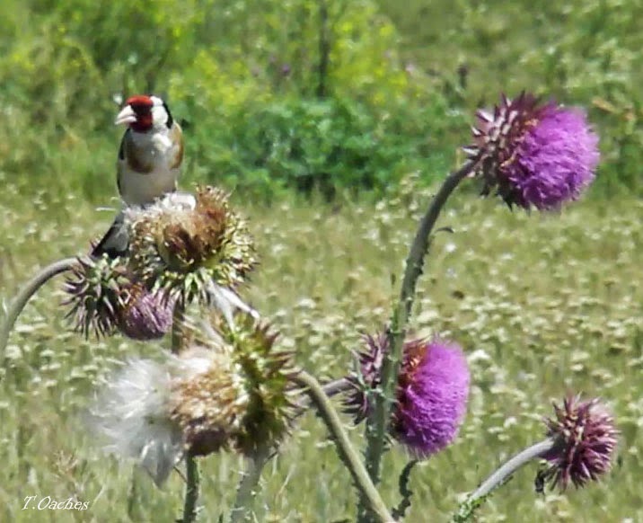PASARI DIN ROMANIA: STICLETE(1), Carduelis carduelis