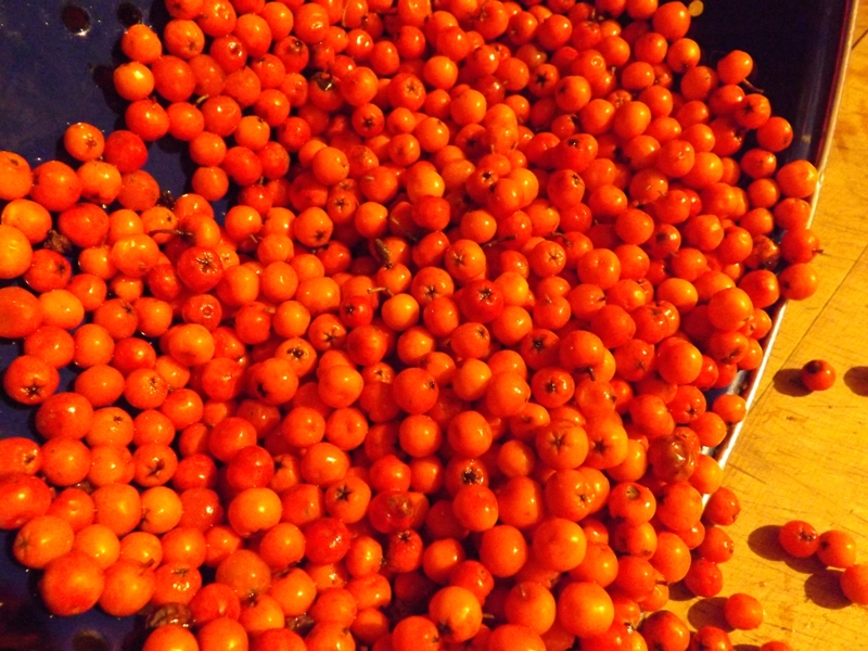 Eat locally. Blog globally.: Rowan Berry Jelly (AKA Mountain Ash)