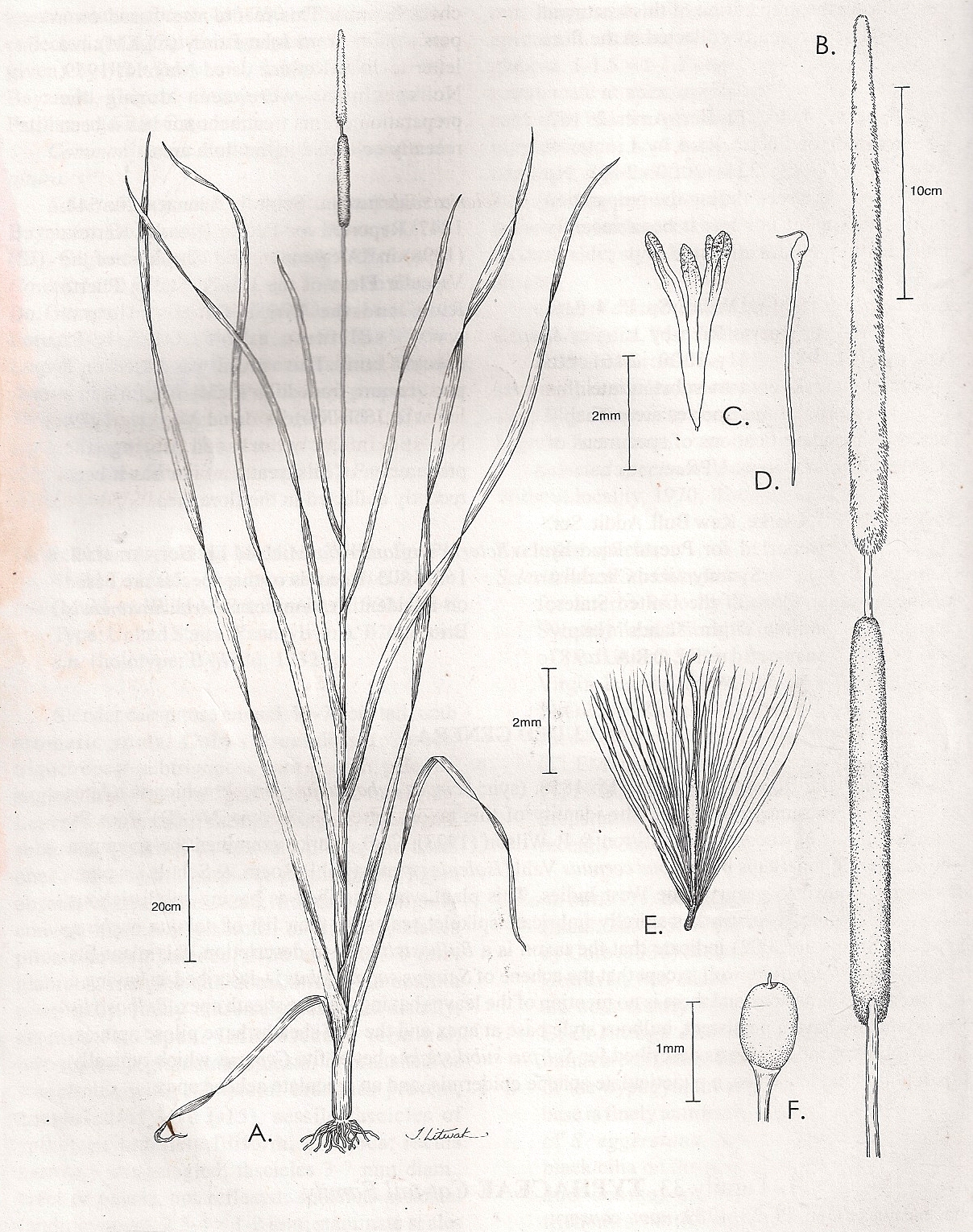 PLANT FAMILIES OF PUERTO RICO AND FLORIDA PAPO VIVES: TYPHACEAE NÚM 144 ...